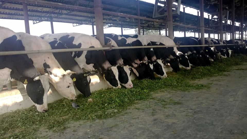 Zacky Farms Tickets | Tickets for Zacky Farms | Zacky Farms Lahore ...